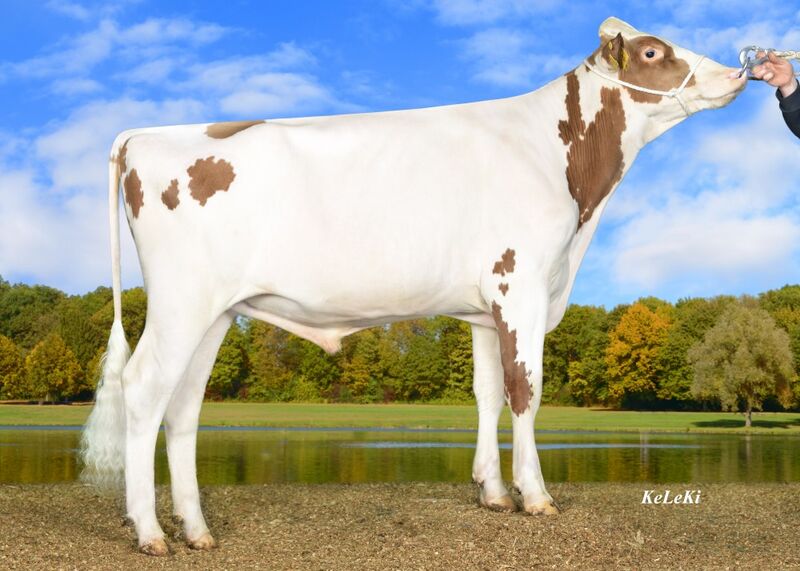 Die junge Zukunft - Neue Bullen mit exklusiver Genetik - Rinder Union West