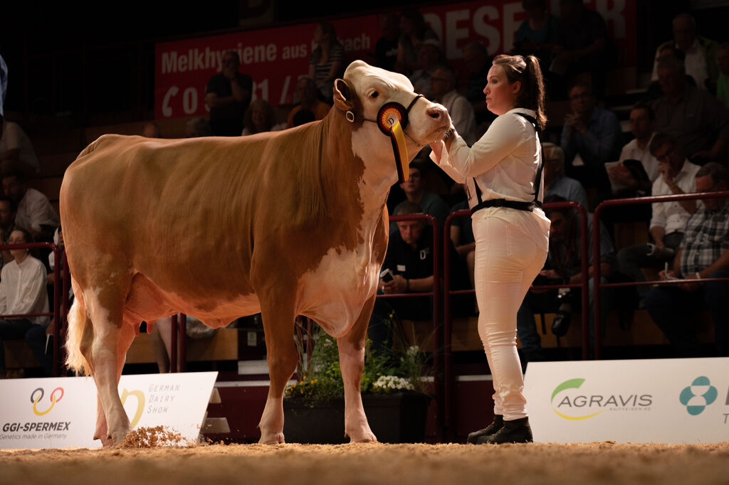 German Dairy Schau 2023 - Rinder Union West