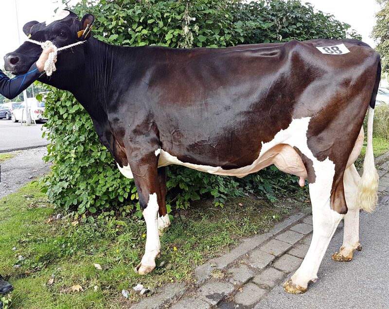 RUW-Zuchtviehauktion in Krefeld - Rinder Union West